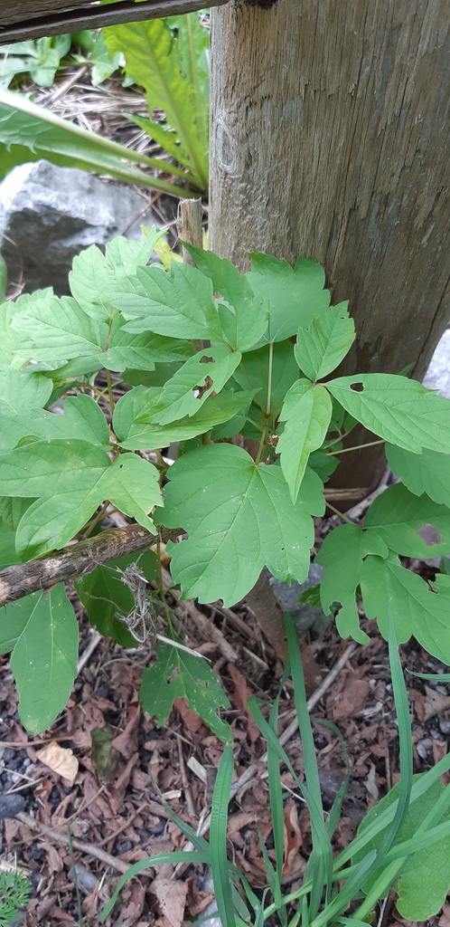 box elder from Clairlea - Birchmount, Toronto, ON, Canada on September ...
