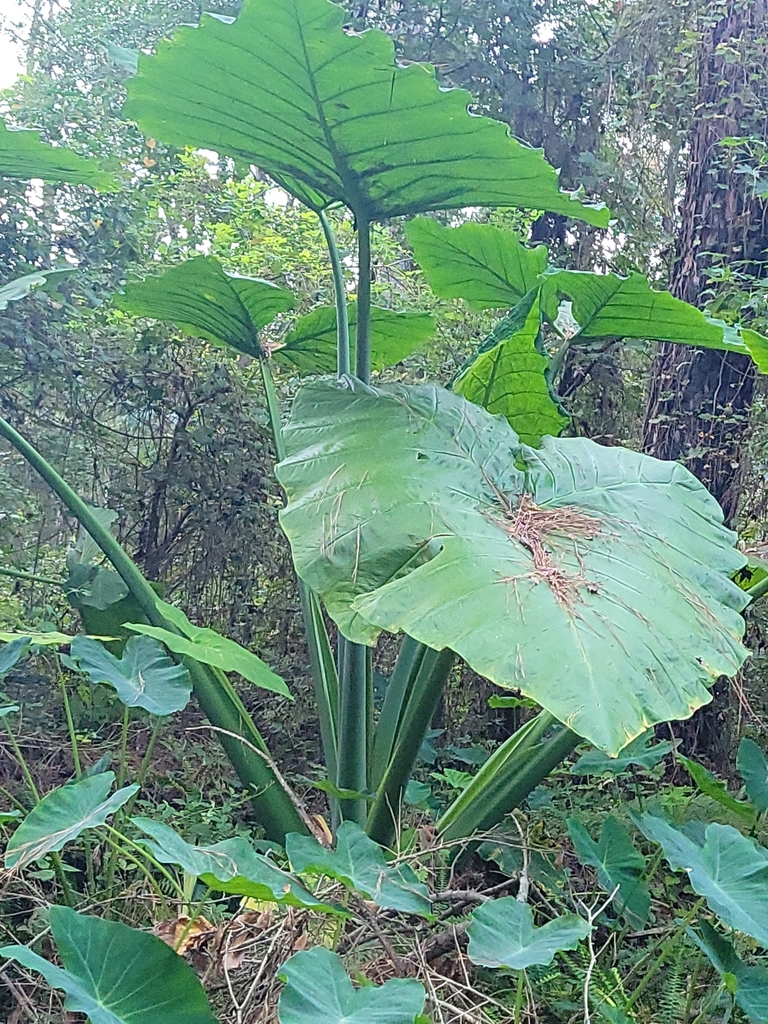 Arrowleaf Elephant's Ear from Jacksonville on September 26, 2021 at 06: ...
