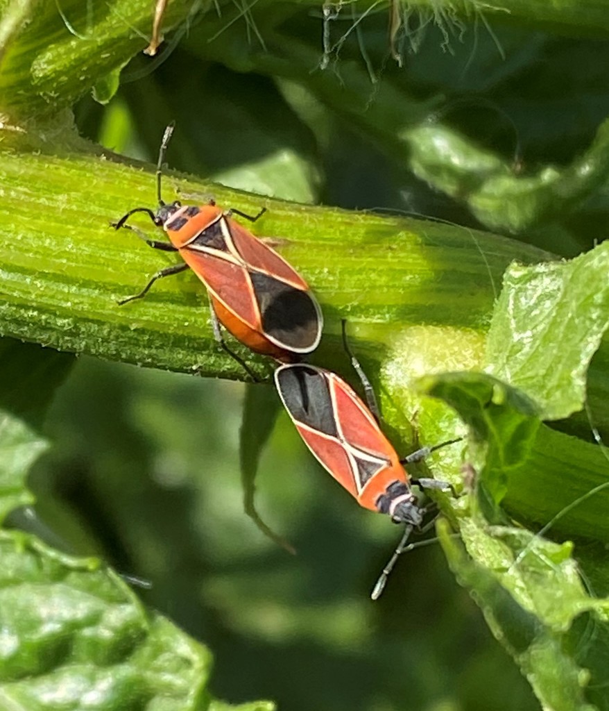 White-crossed Seed Bug from Newbern, Pulaski County, VA, USA on ...