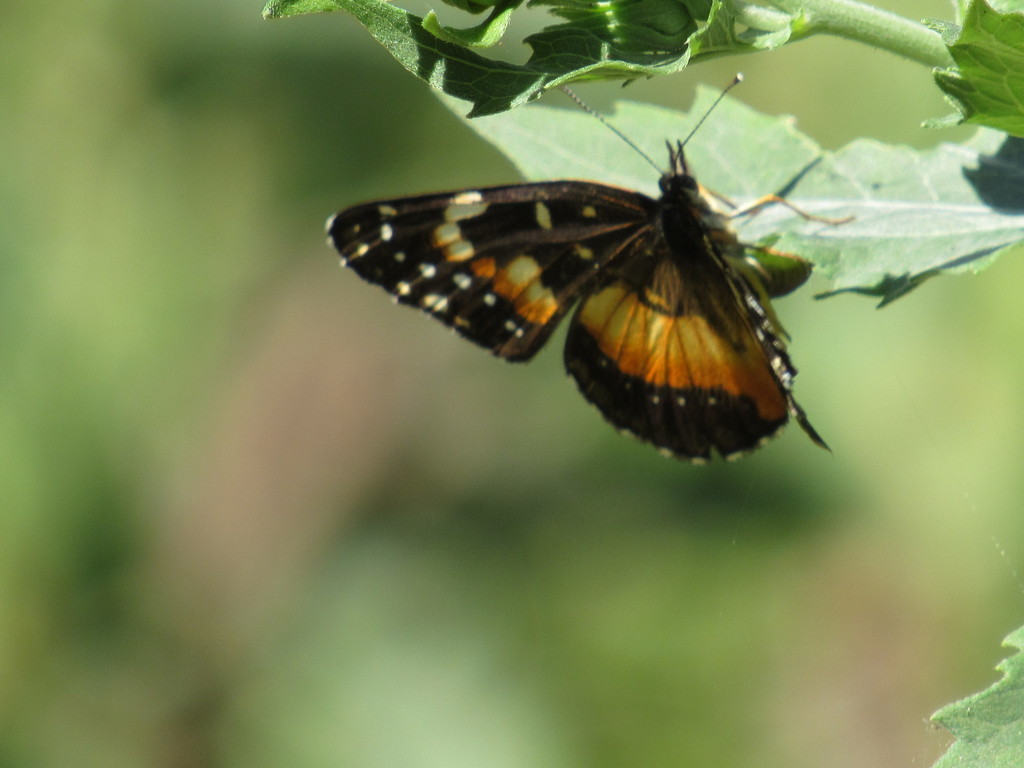 Bordered Patch from Travis County, TX, USA on September 25, 2021 at 12: ...