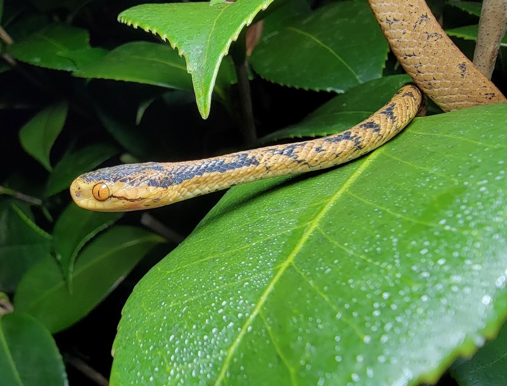 Boulenger's Slug Snake from Shaoxing, CN-ZJ, CN on September 27, 2021 ...