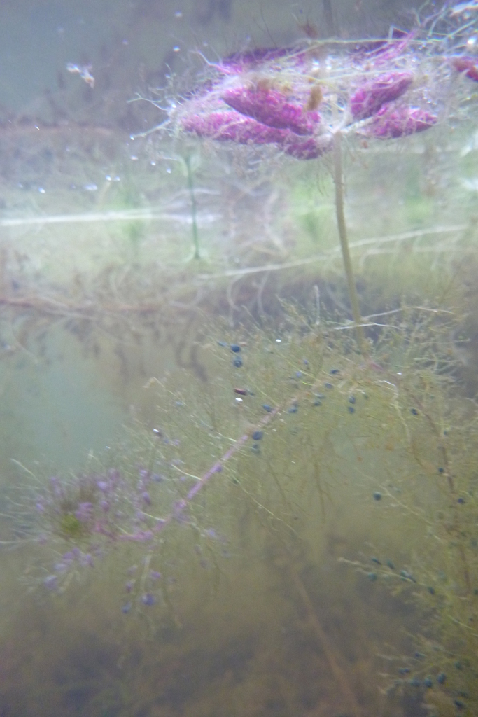 (Utricularia muelleri) - Botanical Realm