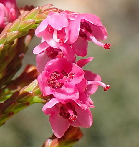 Erica humifusa (Ericas of George District Municipality) · iNaturalist