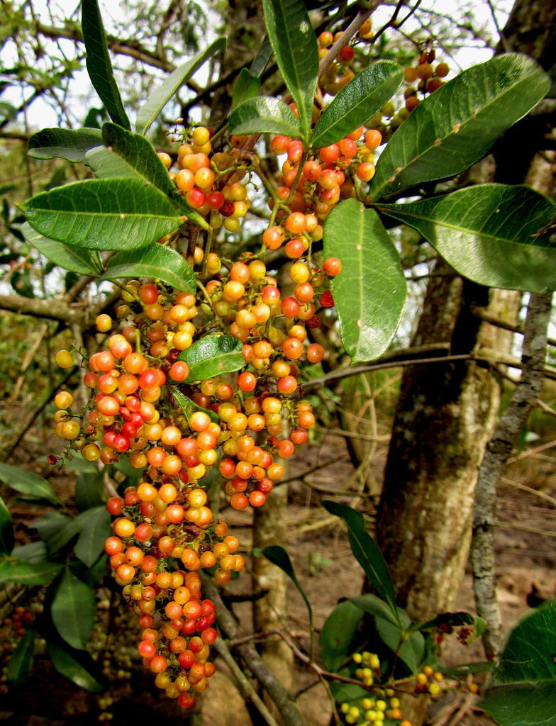 Coastal Currantrhus (Enseleni Nature Reserve - Plants) · iNaturalist