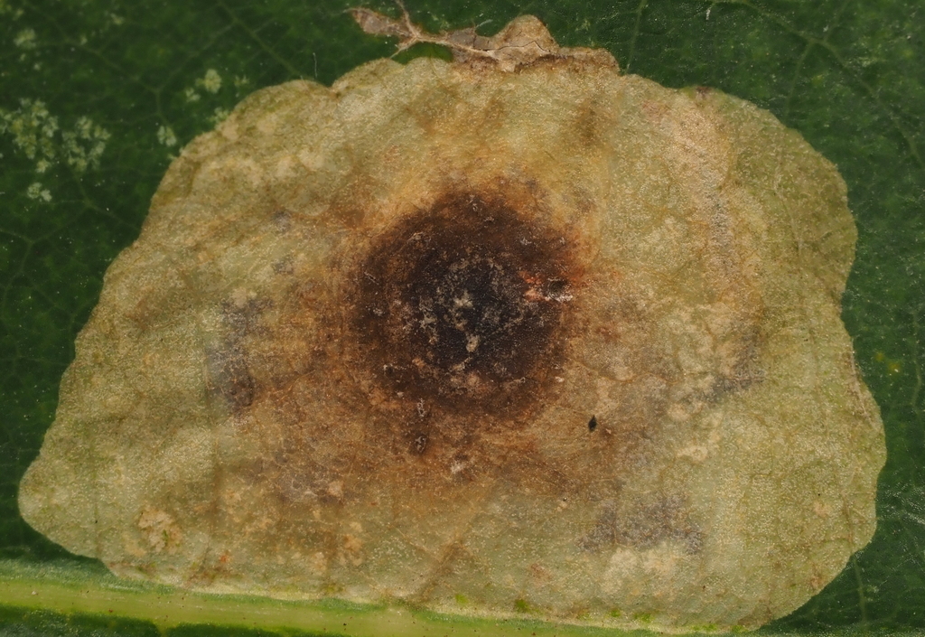 Cameraria from Midland, MI, USA on September 26, 2021 at 04:21 PM by ...