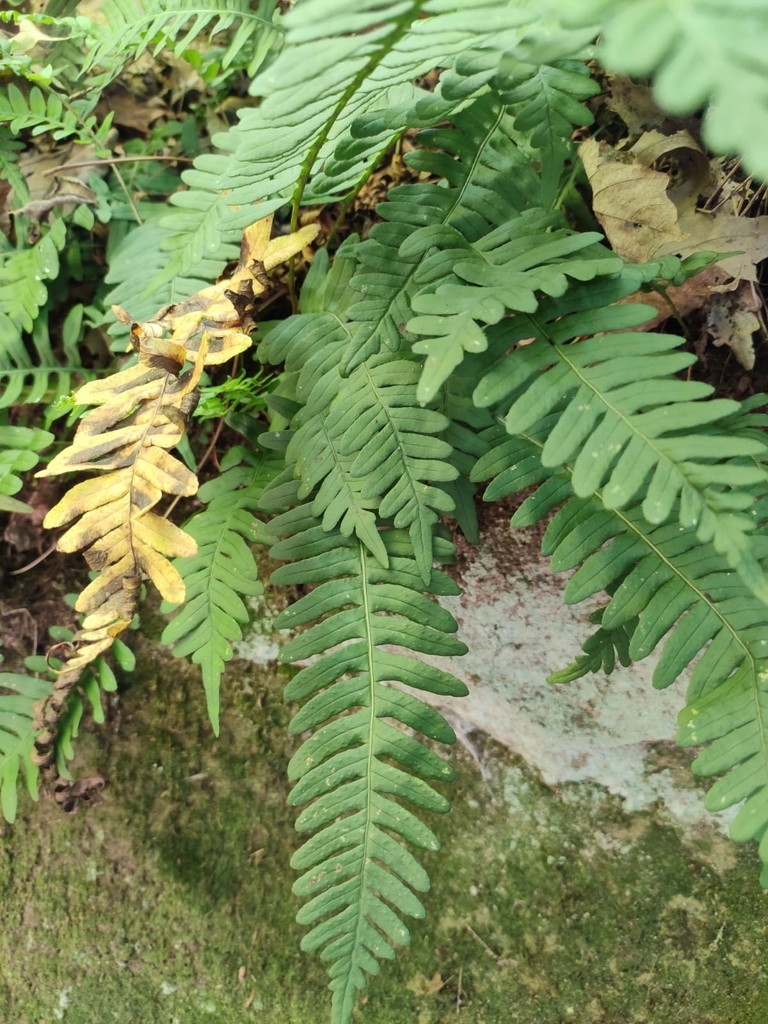 rock polypody from Athens, OH 45701, USA on September 26, 2021 at 10:52 ...