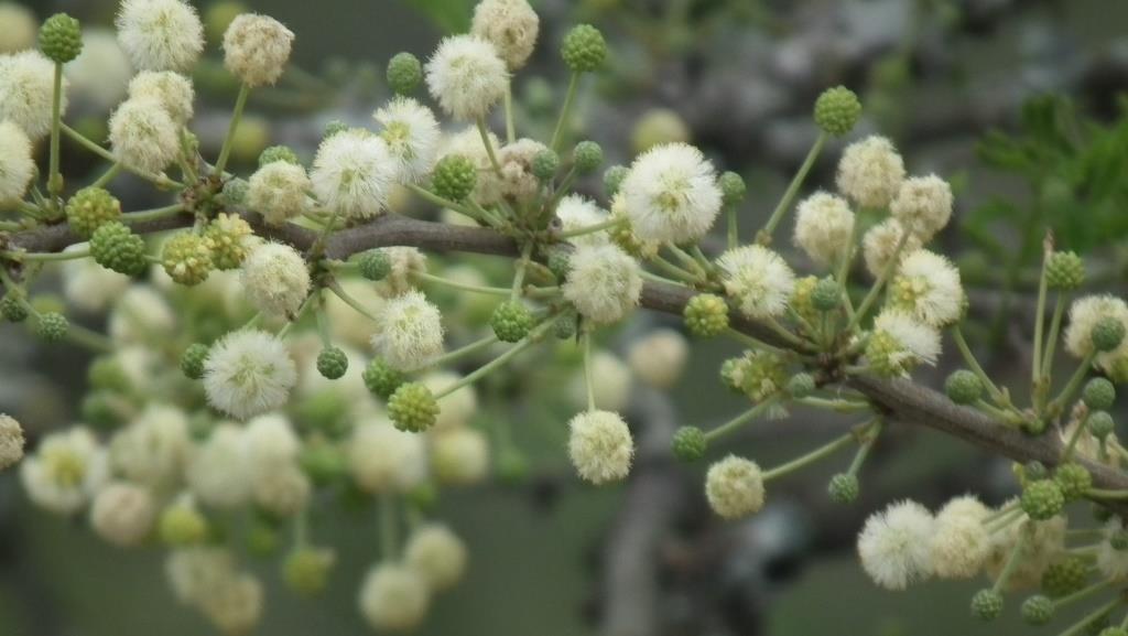 Robust Thorn (Vachellia robusta robusta) - Botanical Realm