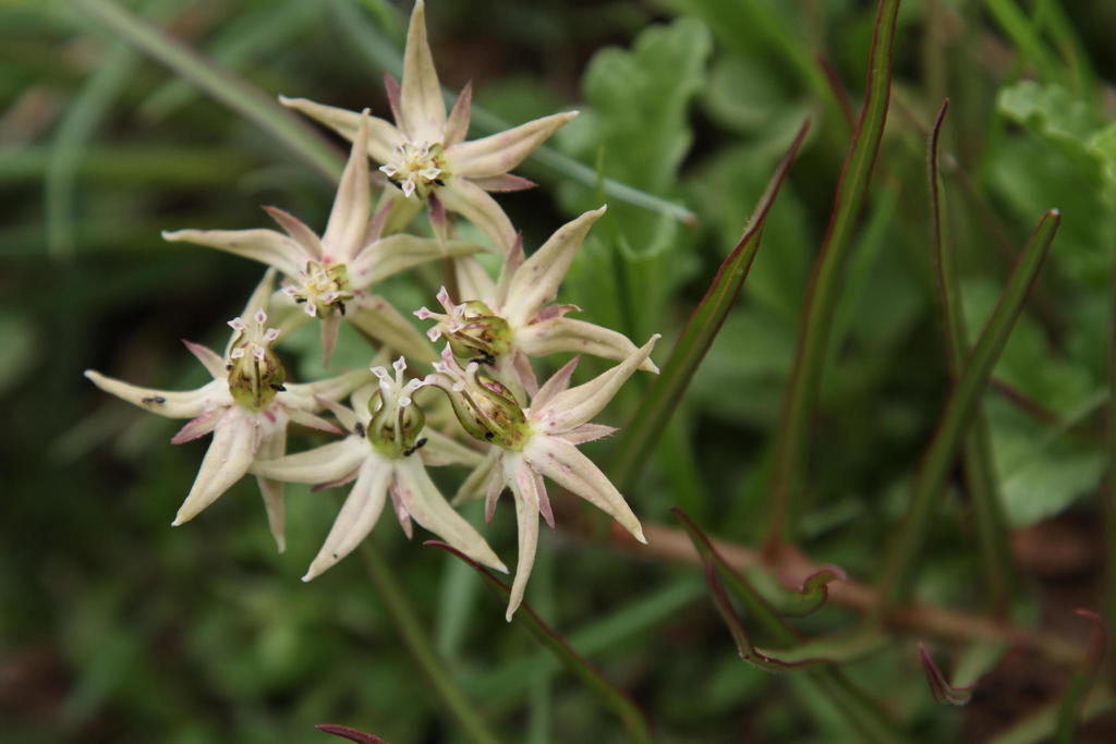 Large Turret flower (Asclepias eminens) - Botanical Realm