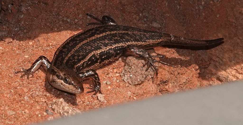 Variegated Skink from South Africa on September 19, 2021 at 02:46 AM by ...