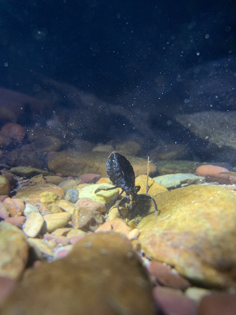 Giant Water Bugs from Sobradinho, Brasília, DF, BR on September 25 ...