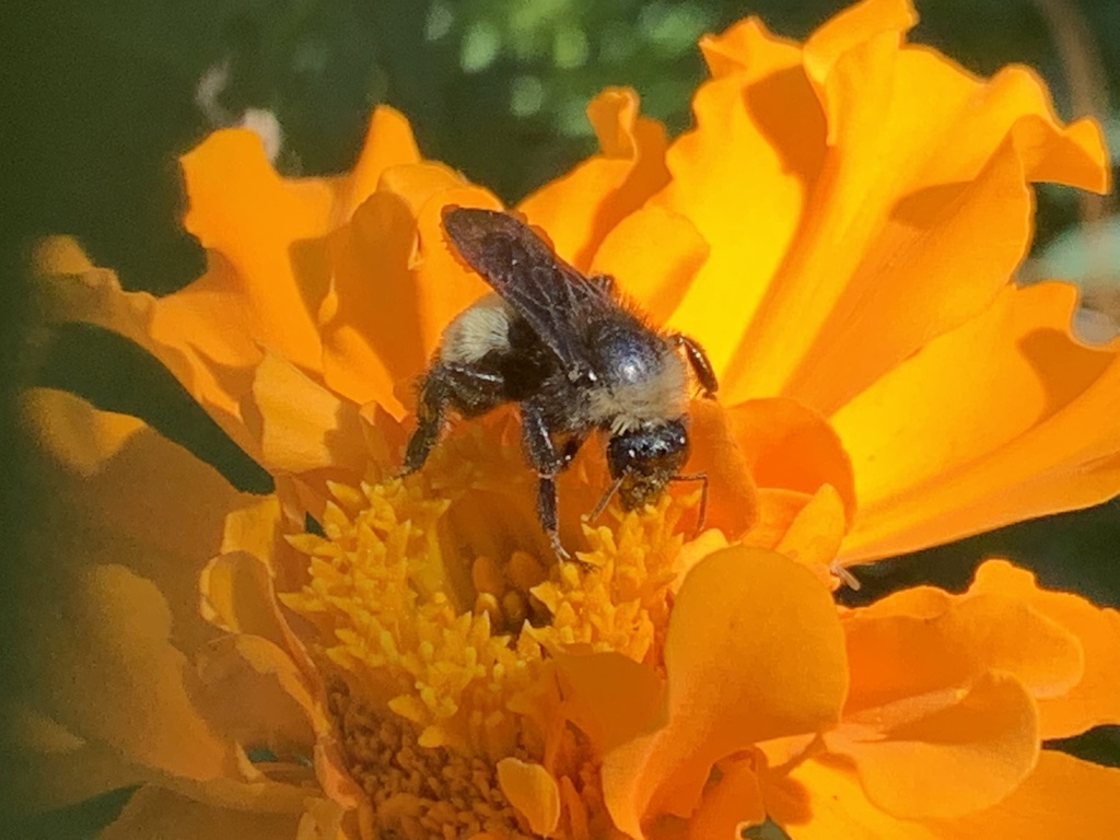 American Bumble Bee from Indian Meadows Ln, Edwardsville, IL, US on ...
