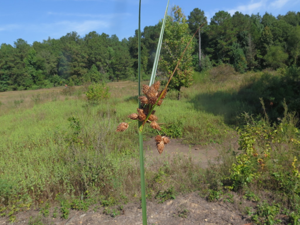 seacoast bulrush in September 2021 by jim_keesling. Spikelets appearing ...
