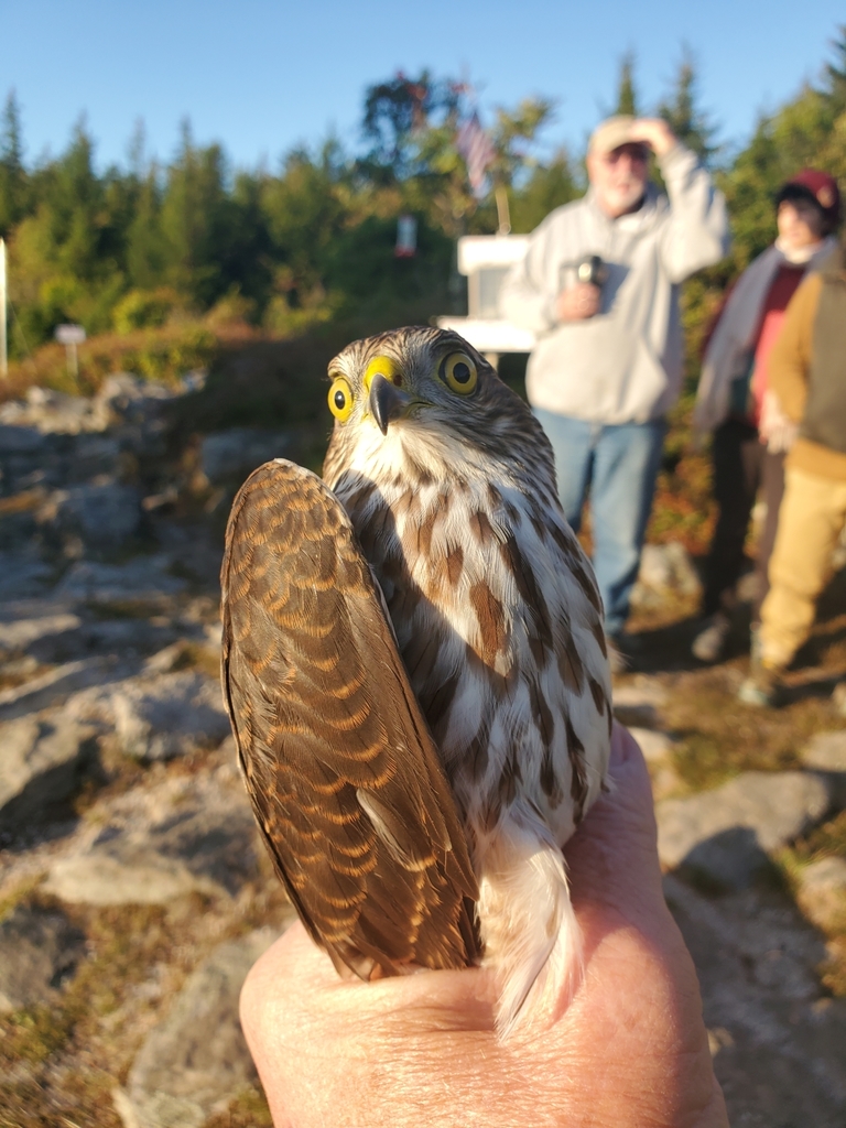 Sharp-shinned Hawk from Davis, WV 26260, USA on September 26, 2021 at ...