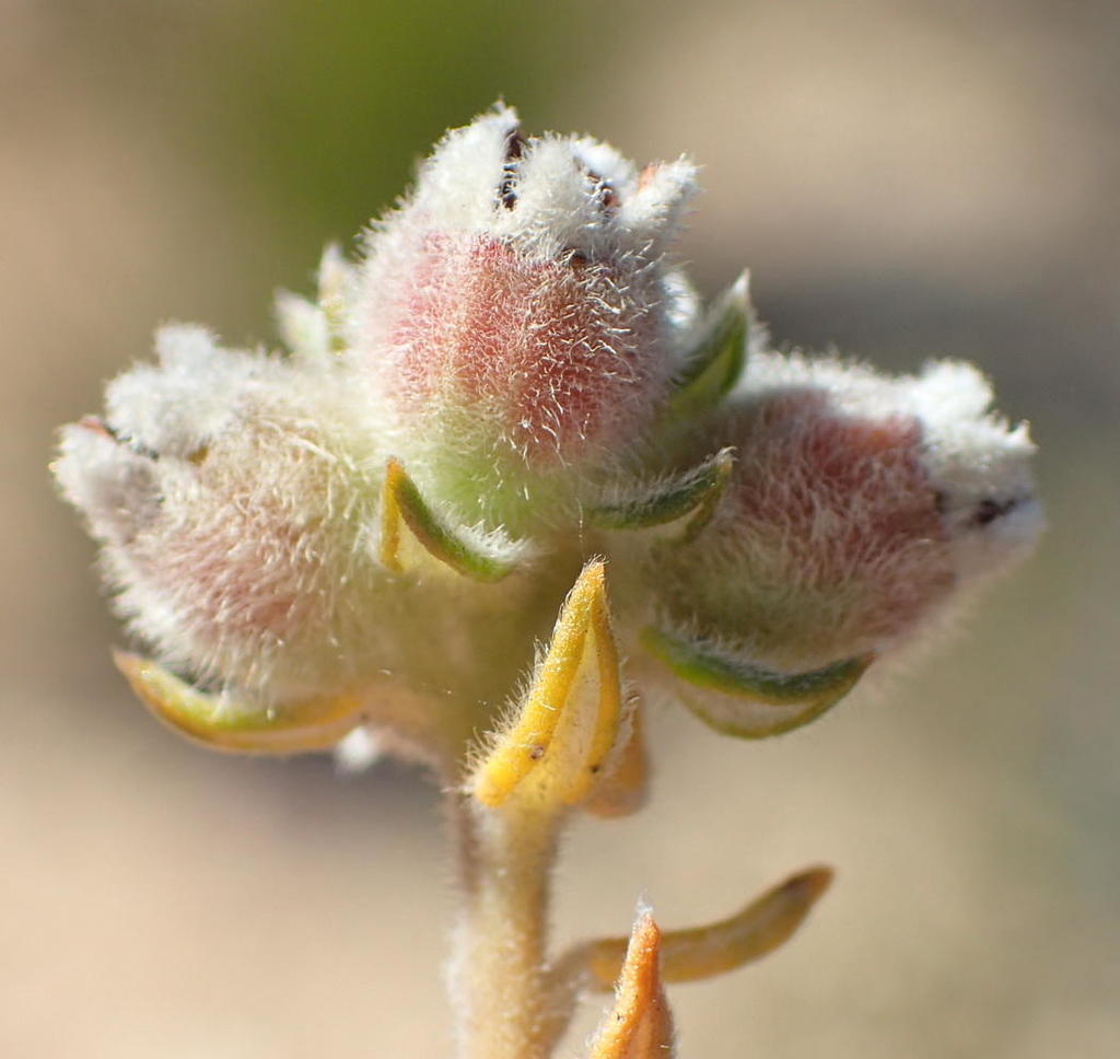 Phylica purpurea floccosa from Bergplaas in the Outeniquas on February ...