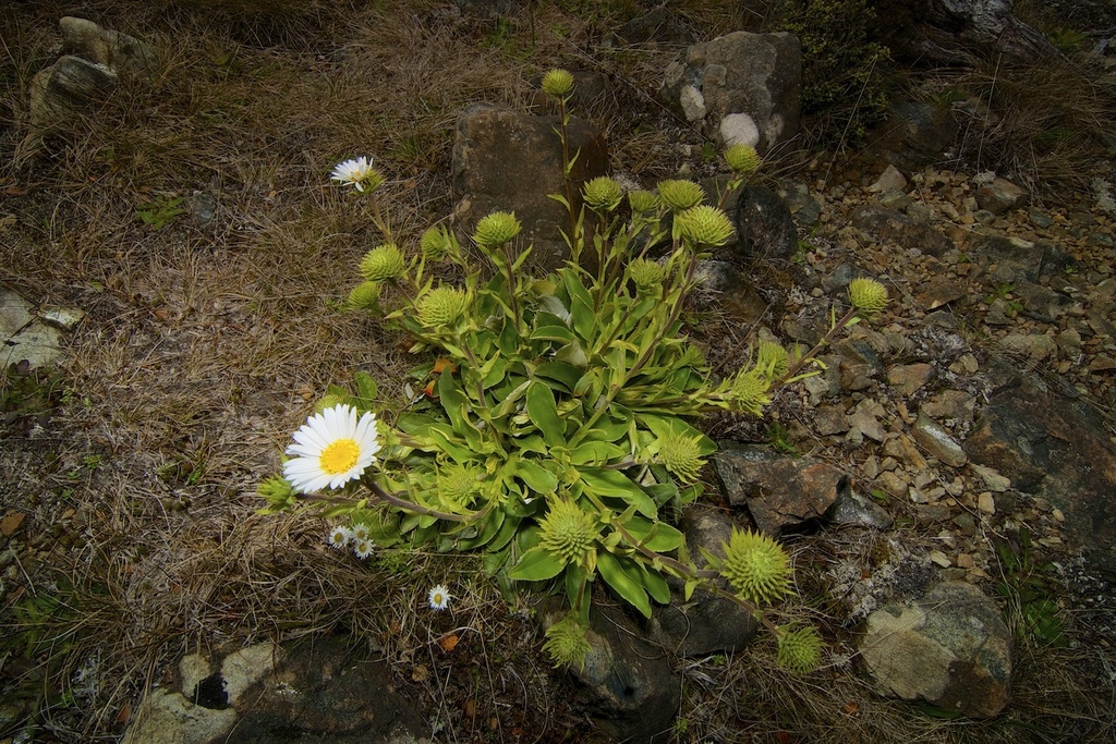 Celmisia hieraciifolia hieraciifolia from Mt Duppa on September 15 ...