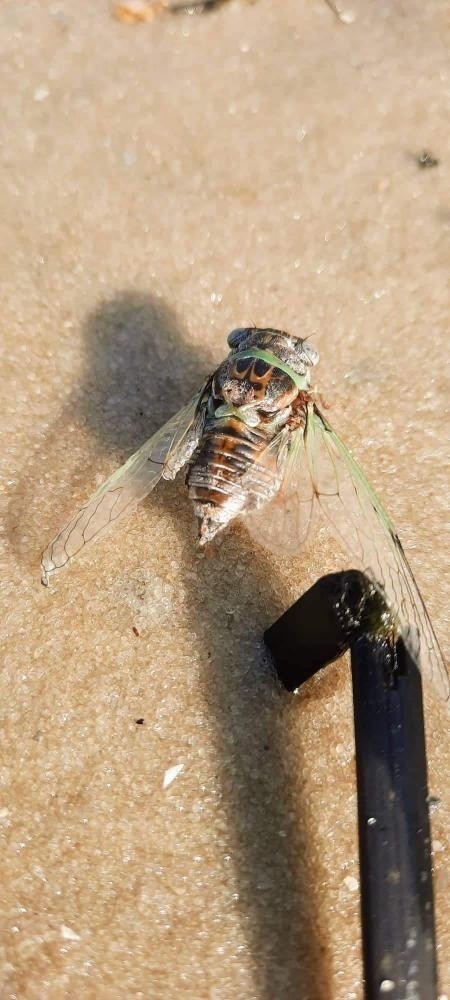 Scrub Cicadas from Manchester, TN, US on August 26, 2021 at 03:50 PM by ...