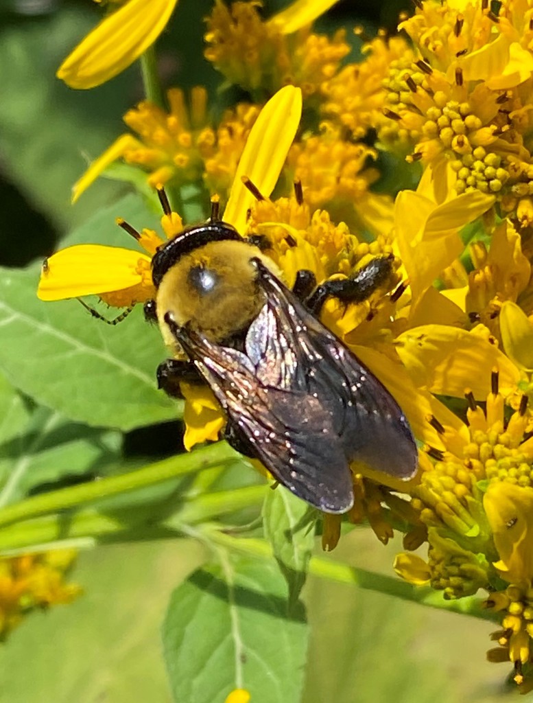 Virginia Carpenter Bee from Claytor Lake State Park, Pulaski County, VA ...
