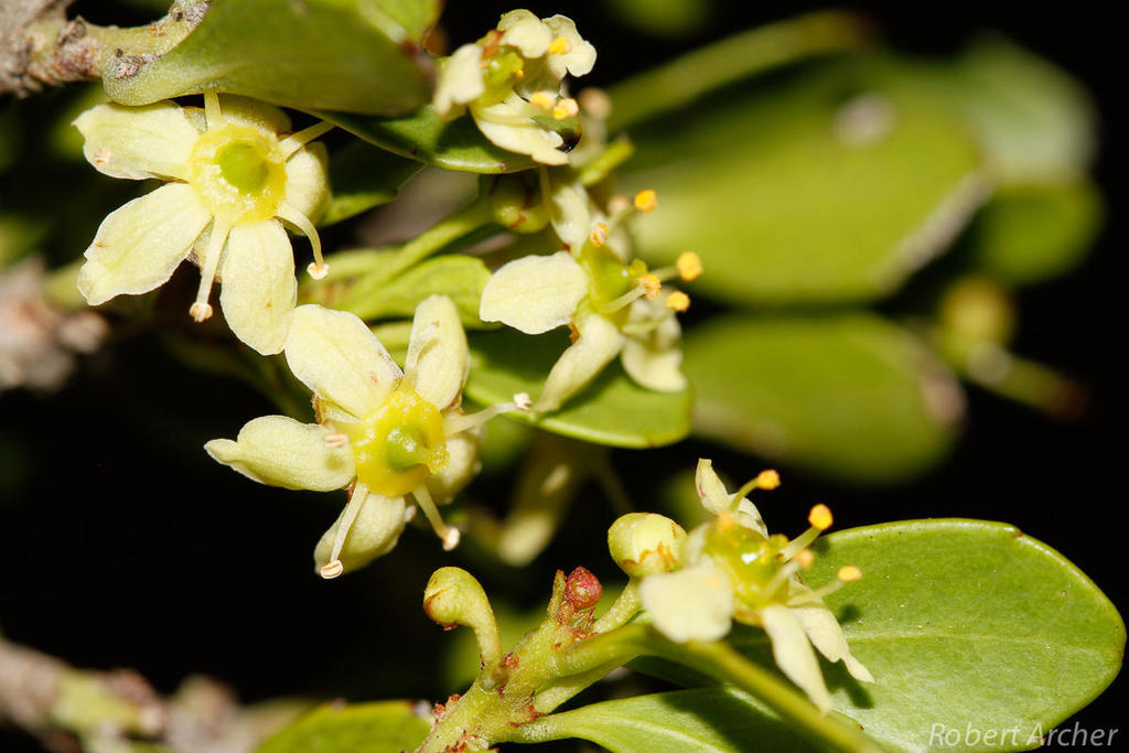 Koko Tree from Kwamandhlangampisi on December 10, 2016 by Robert Archer ...