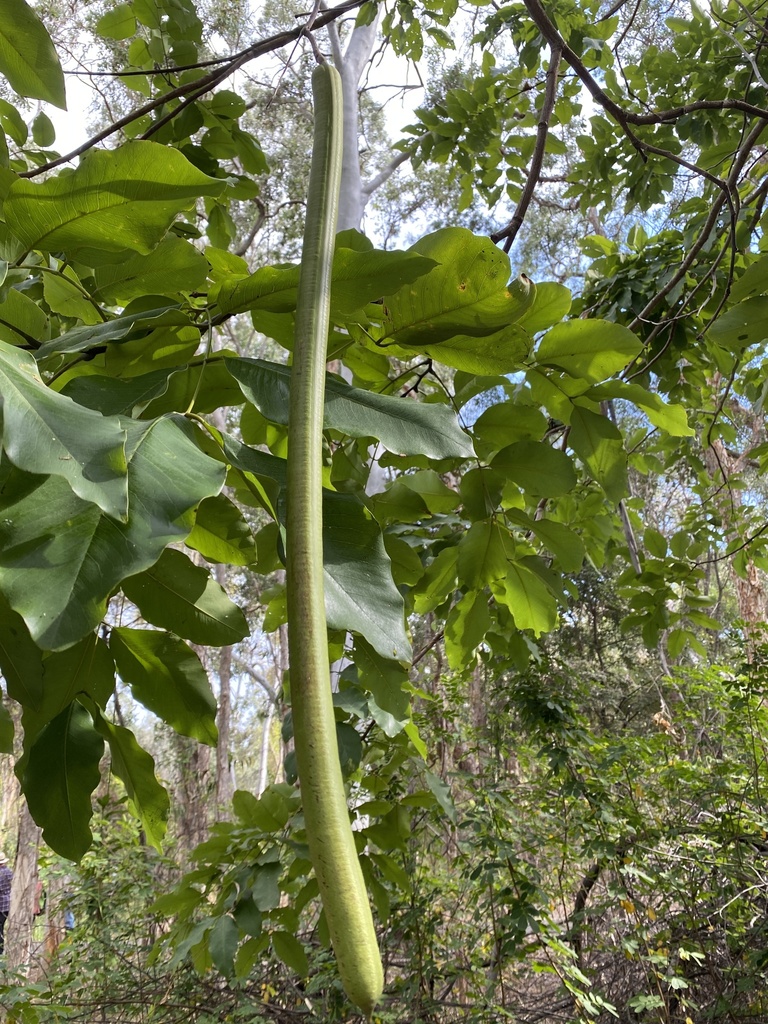 Golden shower tree from Wyndham Park, Boyne Island, QLD, AU on ...