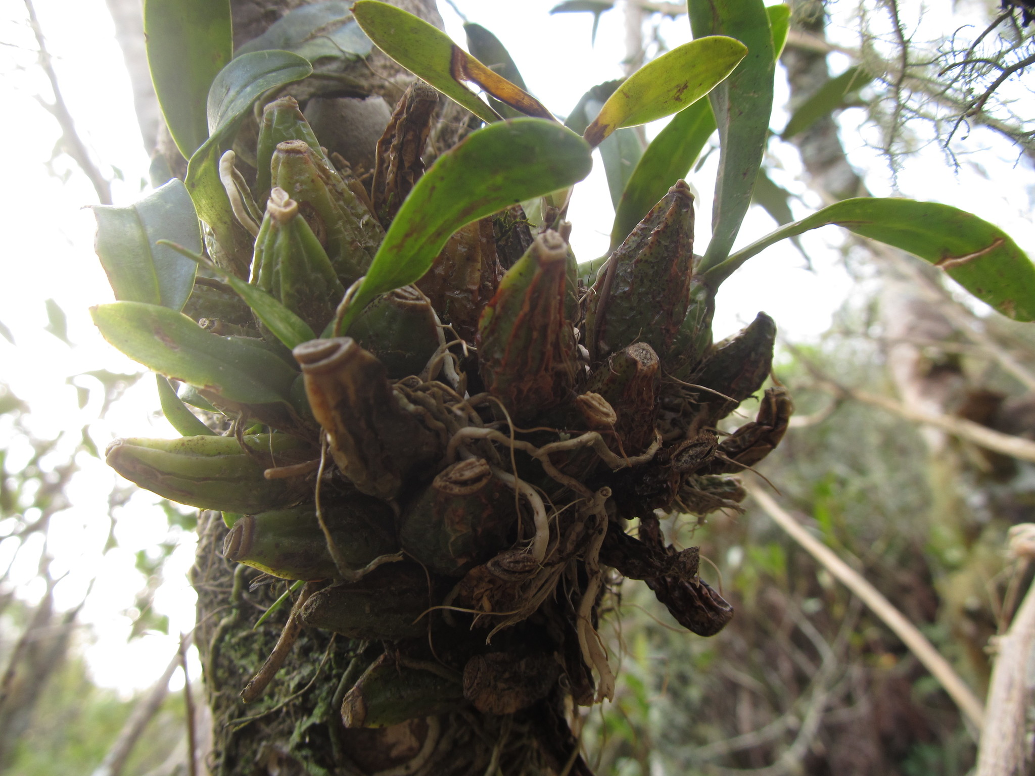 Gomesa bifolia (Sims) M.W.Chase & N.H.Williams