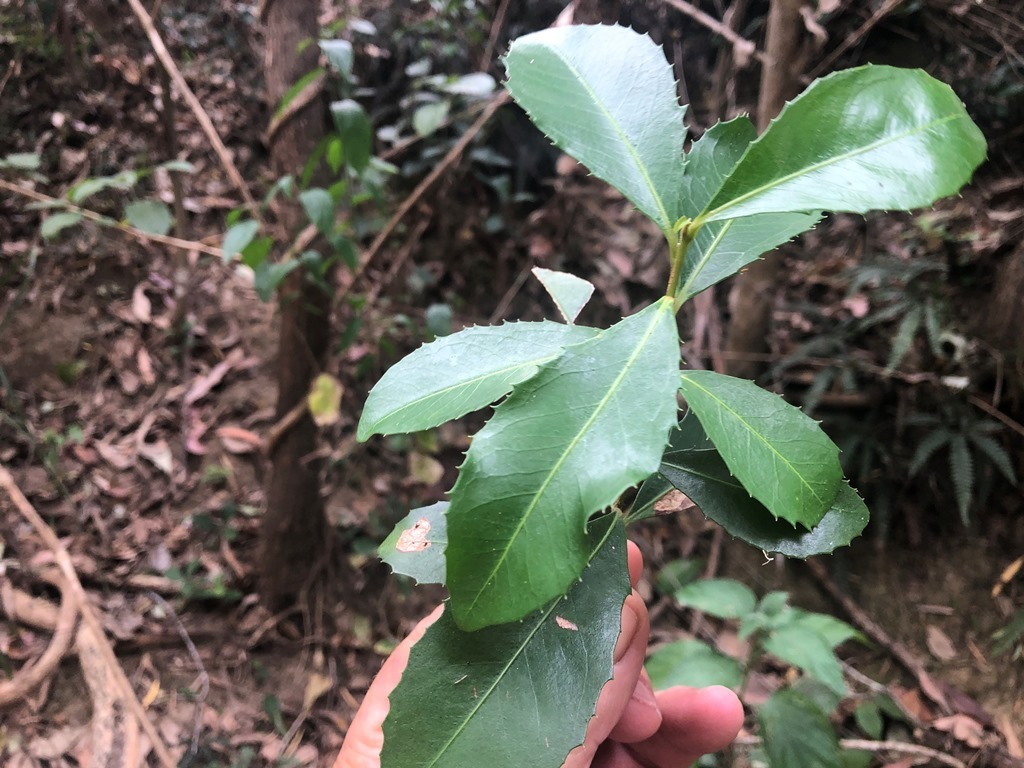 Denhamia bilocularis from Lyons QLD 4124, Australia on September 26 ...