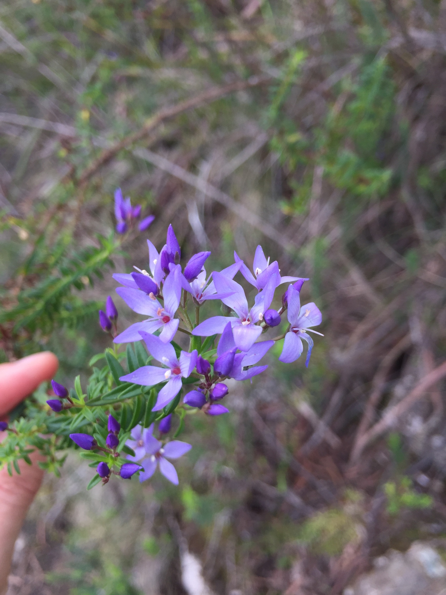 Veronica formosa R.Br.