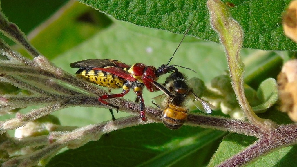 Yellow-bellied Bee Assassin from Mazatlán, MX-SI, MX on March 6, 2015 ...