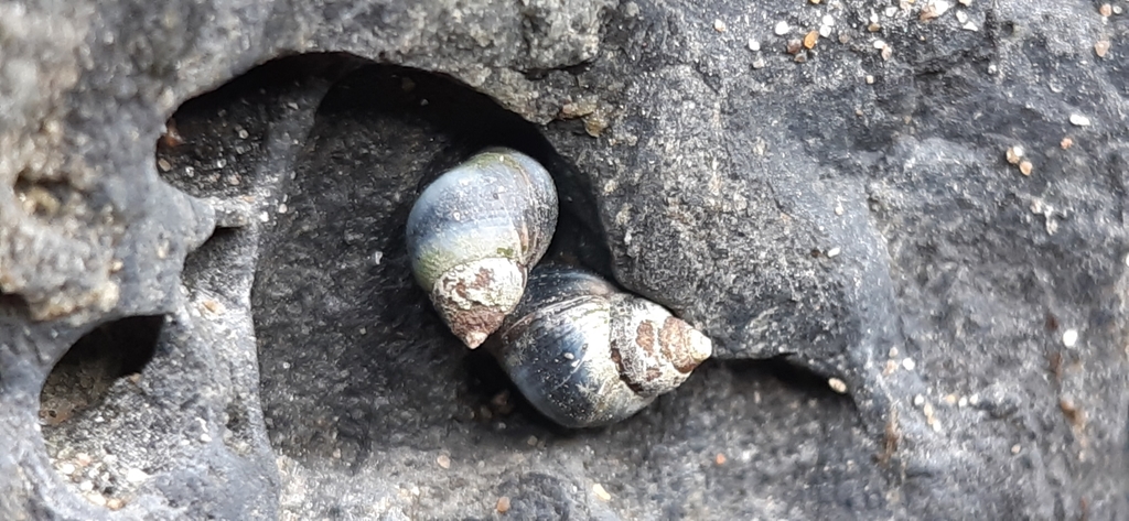 Blue-banded Periwinkle from Rarangi 7273, New Zealand on September 27 ...