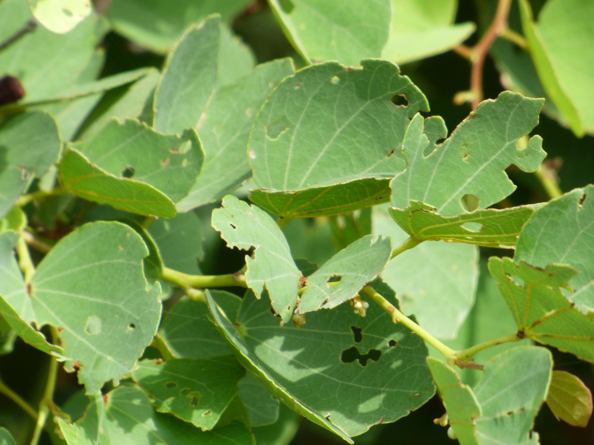 Piliostigma reticulatum (DC.) Hochst.