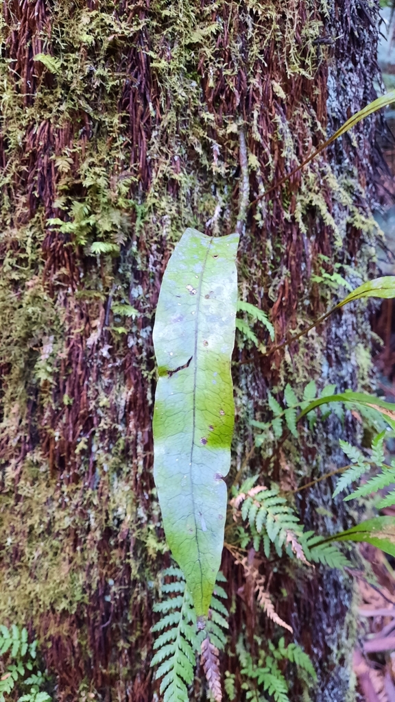 Common strap fern from Mount Dandenong VIC 3767, Australia on September ...
