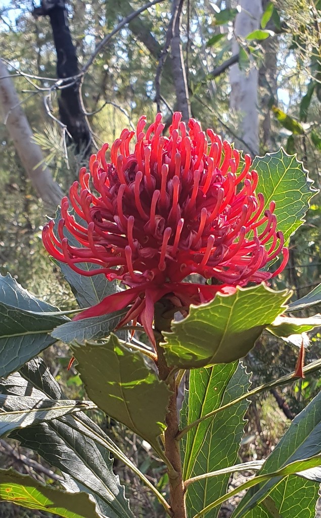 Waratah in September 2021 by Felix Harper · iNaturalist