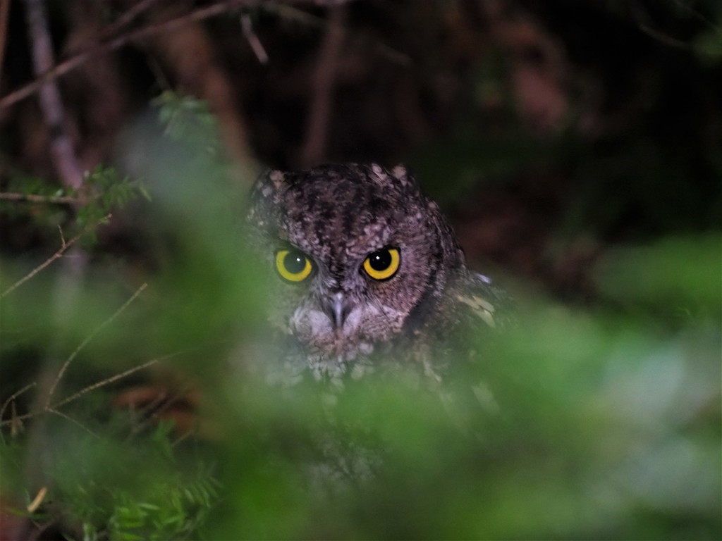 Western Screech-Owl from Cowichan Valley, BC, Canada on September 23 ...