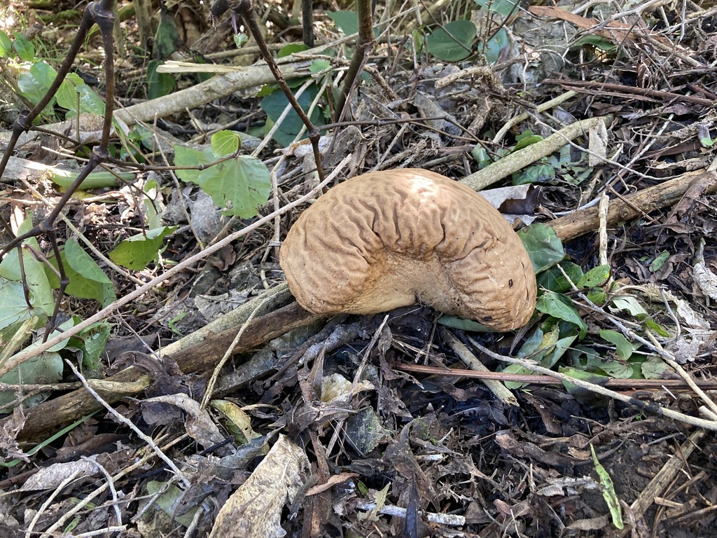 Fungi Including Lichens from Victoria Domain, Picton, Marlborough, NZ ...