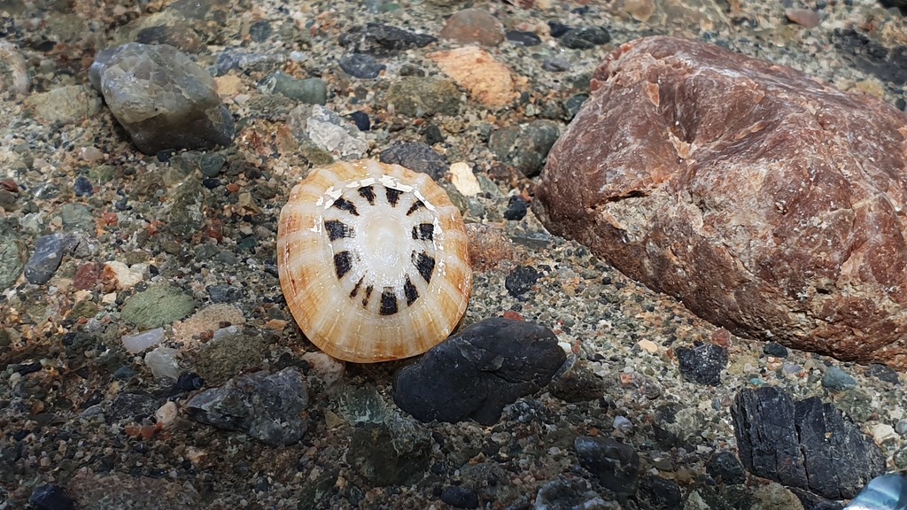 Scutellastra peronii from Frazer Beach, New South Wales, Australia on ...