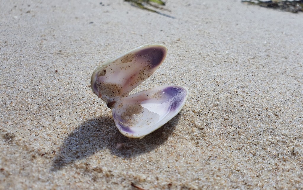 Common Pipi from Frazer Beach, New South Wales, Australia on September ...
