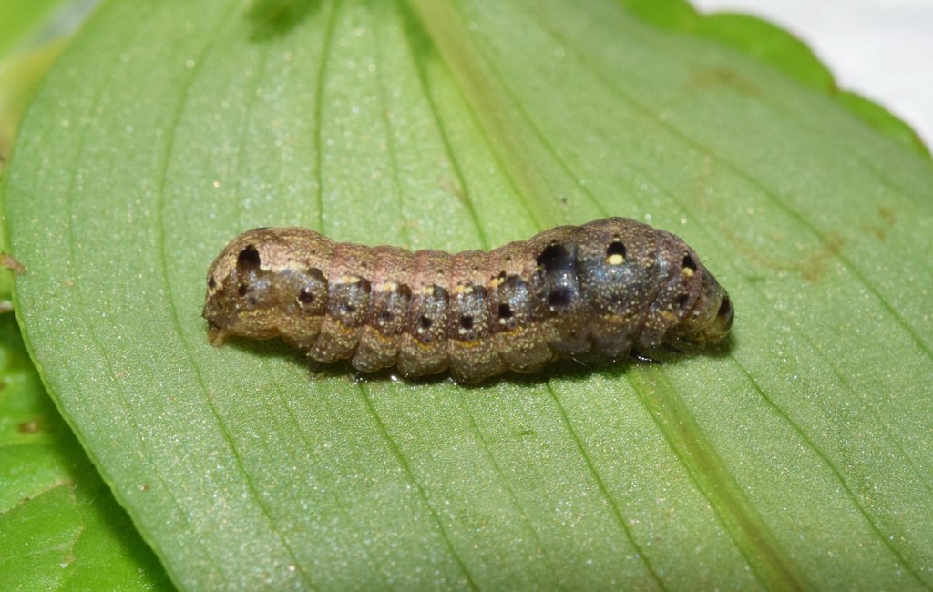 Mediterranean Brocade from Tyburn Way, Westville, KZN, ZA on September ...