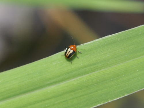 Cryptocephalus suavis · iNaturalist