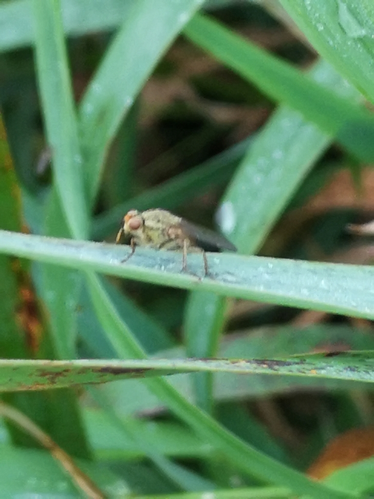 Golden Dung Fly from 7160 Tørring, Danmark on September 27, 2021 at 09: ...