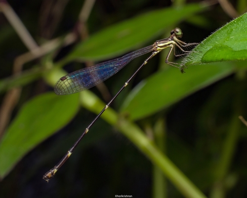 Mountain Reedtail (Protosticta monticola) · iNaturalist