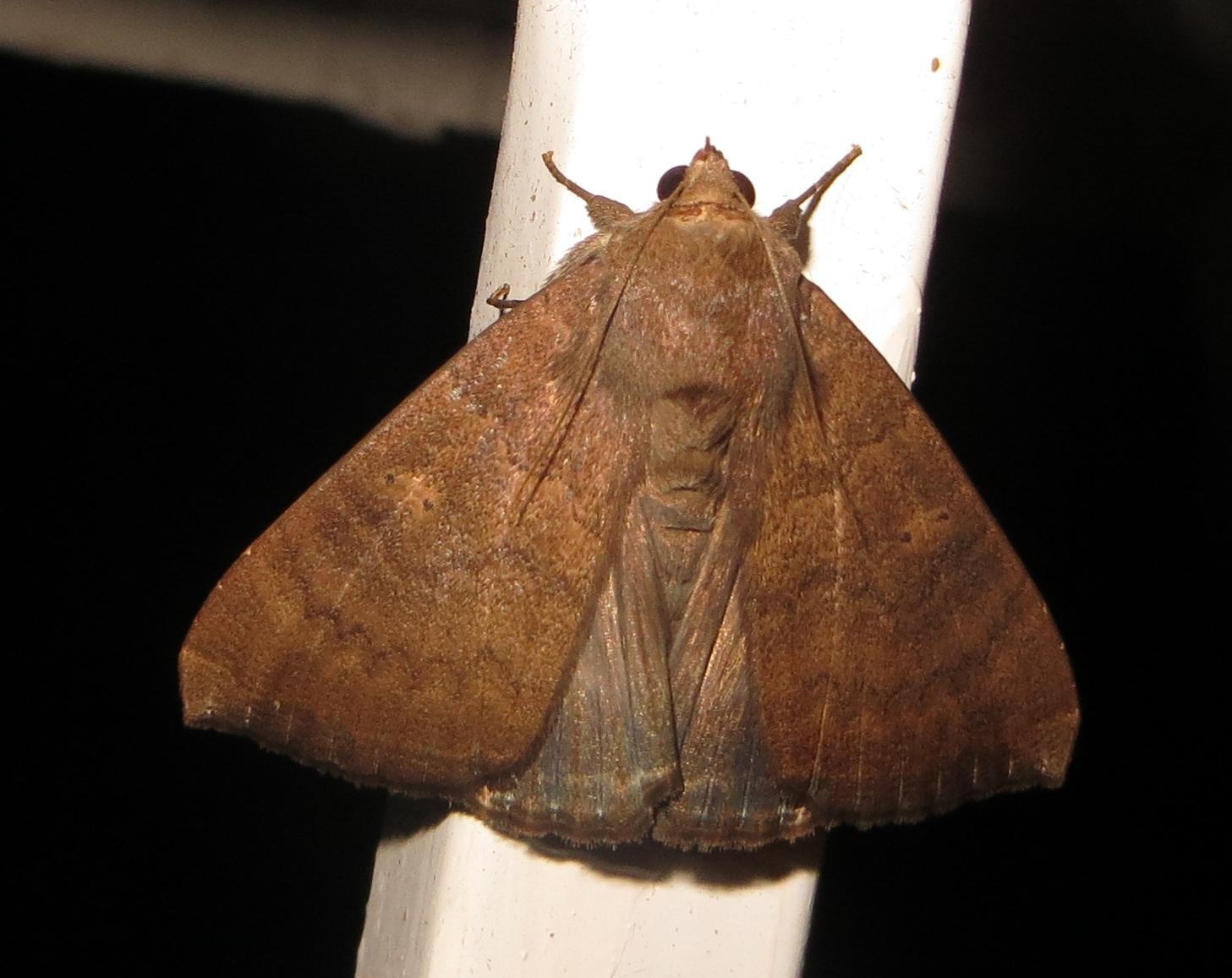 Achaea finita Guenée, 1852