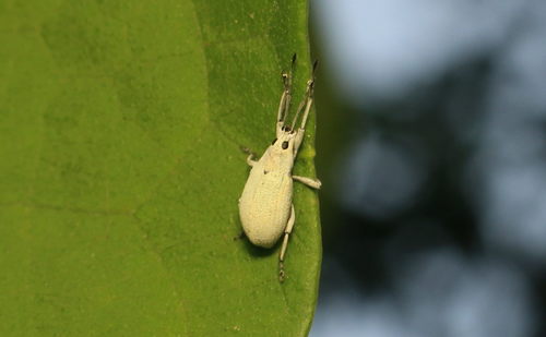 Myllocerus viridanus · iNaturalist