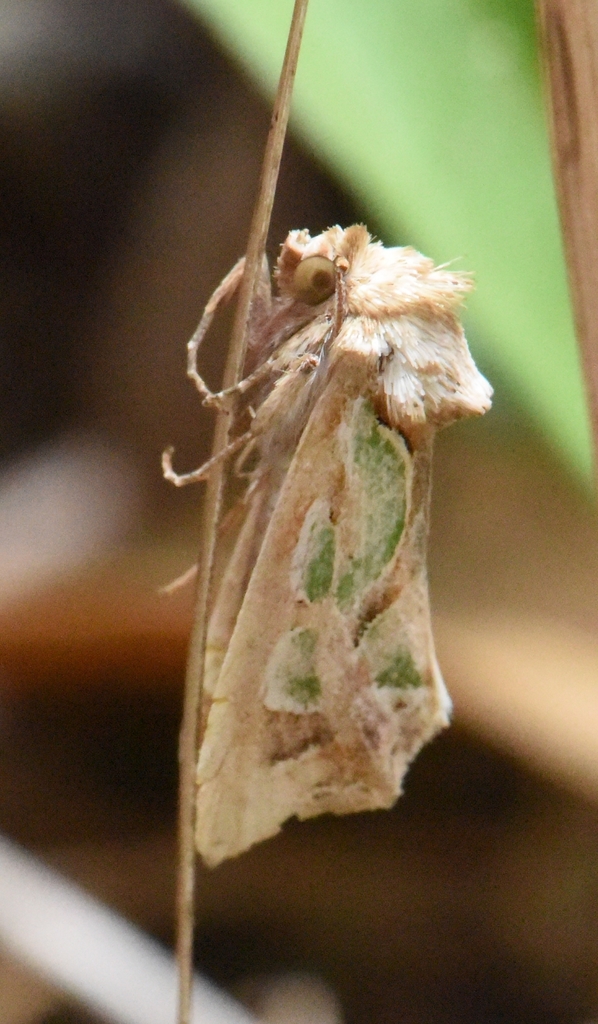Green-blotched Moth from Belmont Hills Reserve, 132 Scrub Rd, Carindale ...