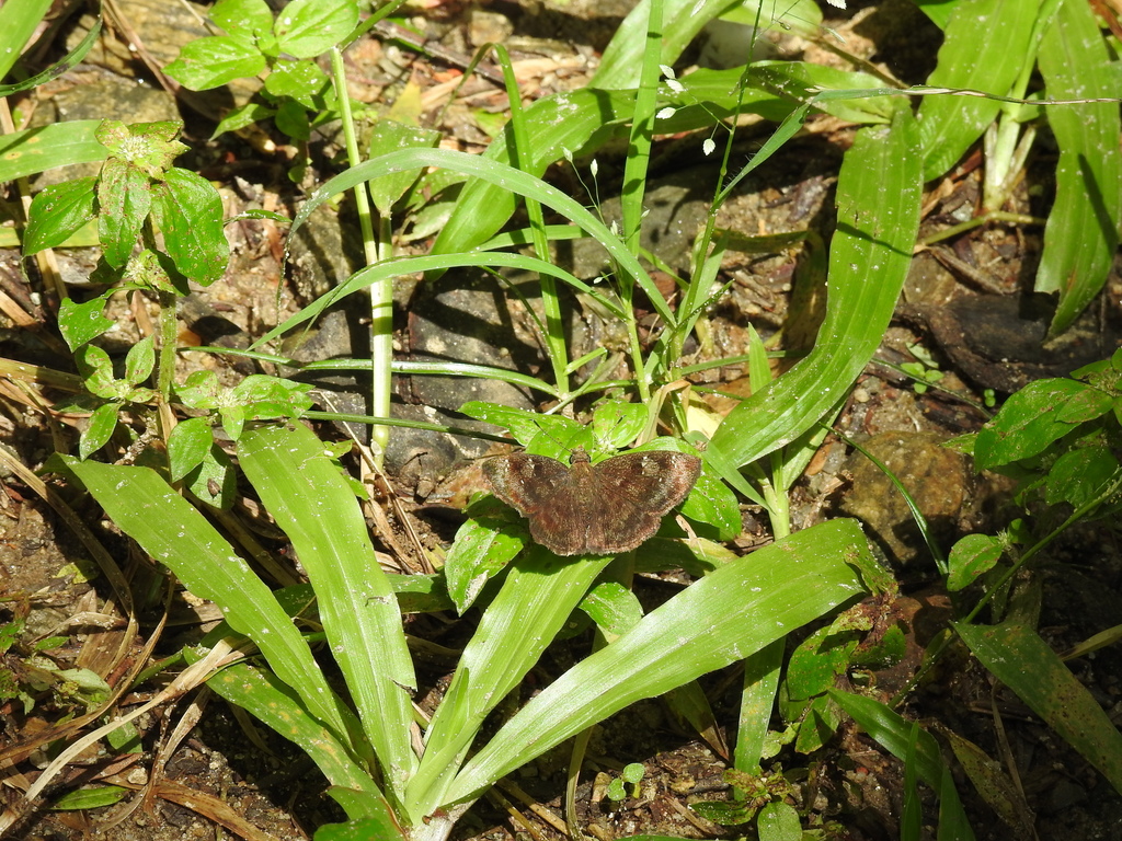 Common Small Flat from Rawtey Rumtek, Sikkim 737135, India on September ...
