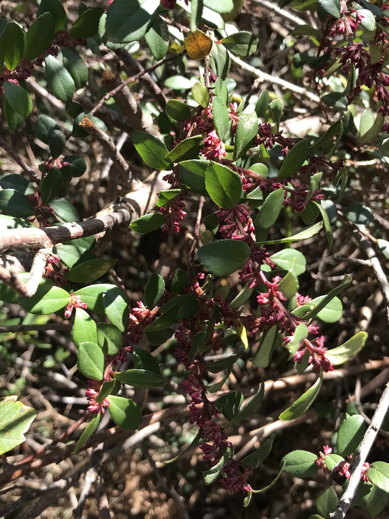 African Boxwood from Overberg District Municipality, South Africa on ...