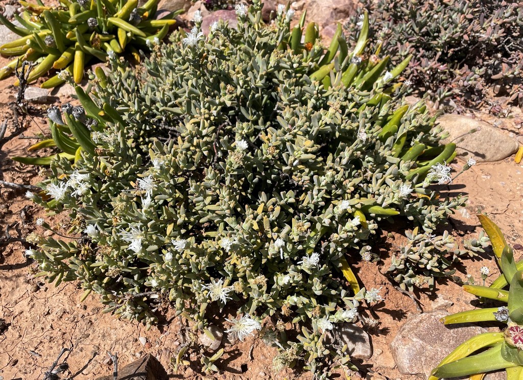 Calitzdorp Sheepfig from Calitzdorp, 6660, South Africa on September 25 ...