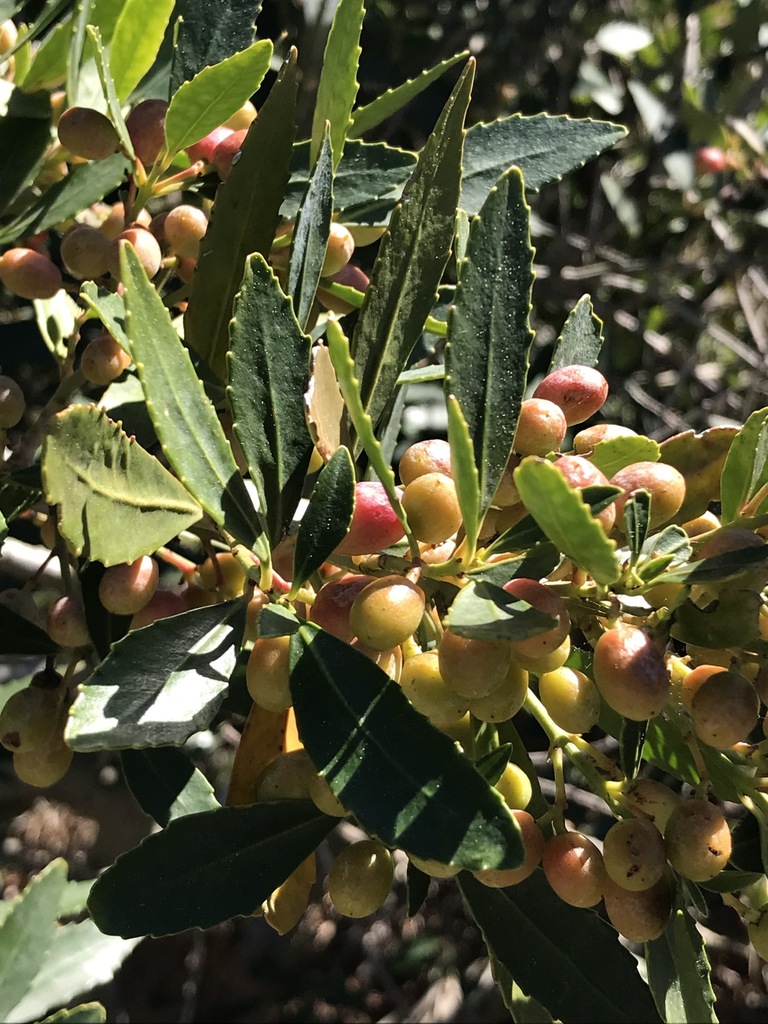 Spoonwood from Overberg District Municipality, South Africa on ...