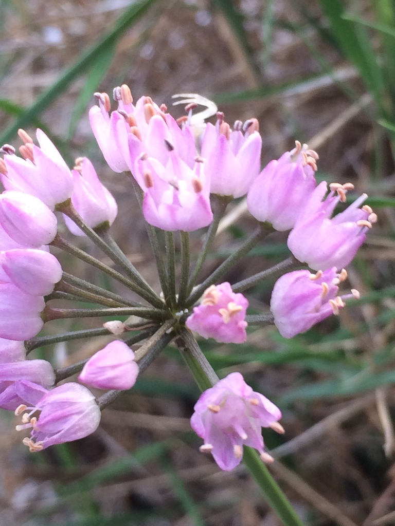 German Garlic from Girona, ES-CT, ES on September 25, 2021 at 07:00 PM ...
