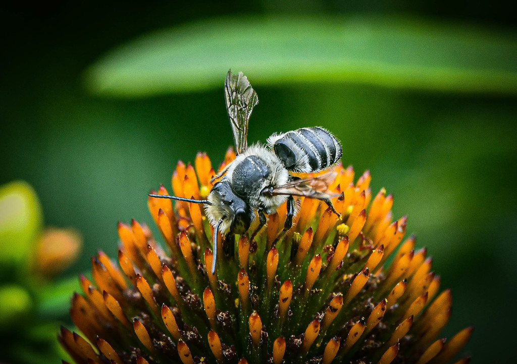 Leafcutter, Mortar, and Resin Bees from Marshall County, MS, USA on ...