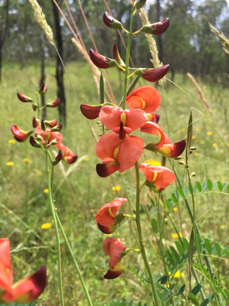 Smooth Darling Pea from Vearings Track, West Wodonga, VIC, AU on ...