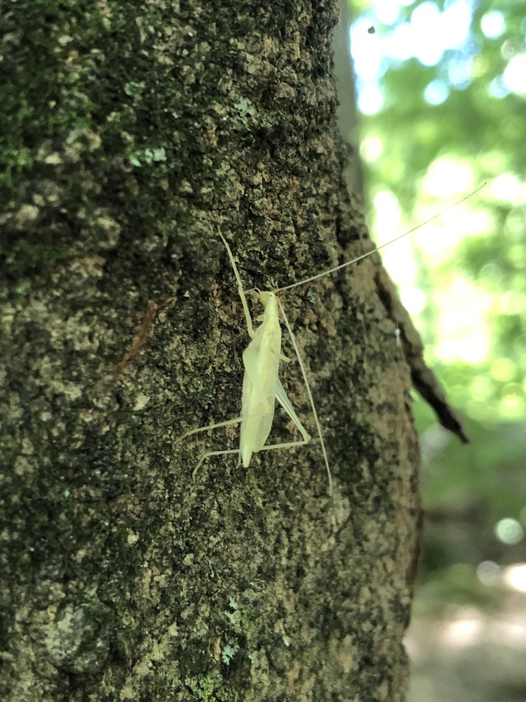 Common Tree Crickets in September 2021 by dboneil · iNaturalist